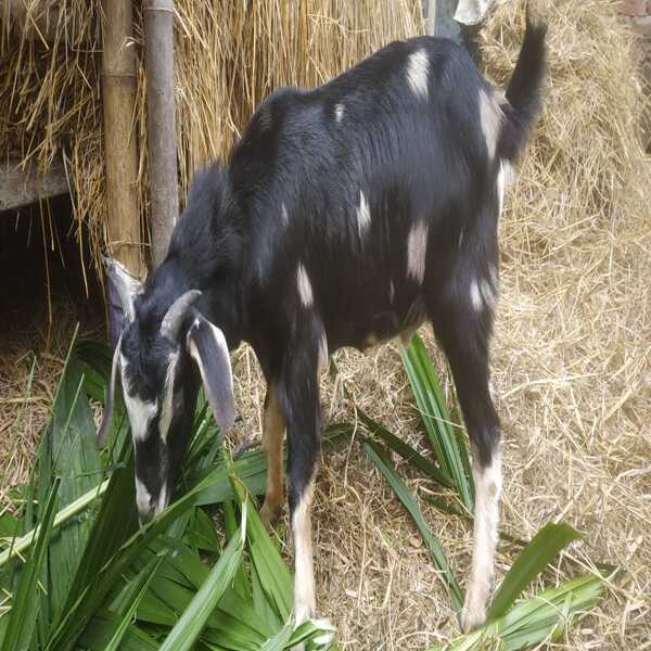 Khasi Goat