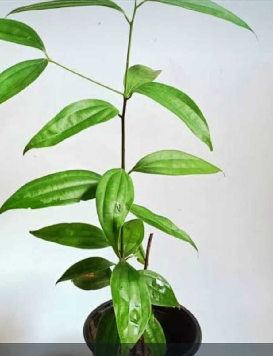 Bay Leaf Sapling